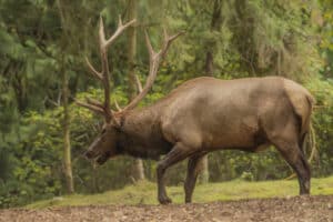 10 Most Popular Wild Animals in Canada - Visit Canada