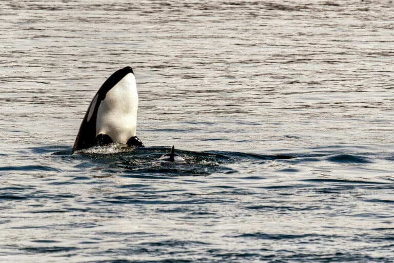 10 Most Popular Wild Animals in Canada - Visit Canada