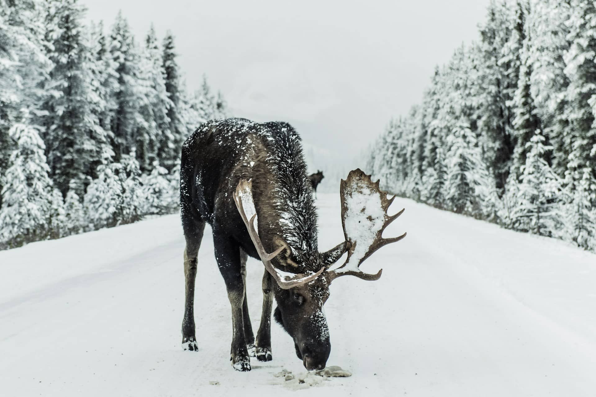 Wildlife Canada: Experience the magic of wildlife